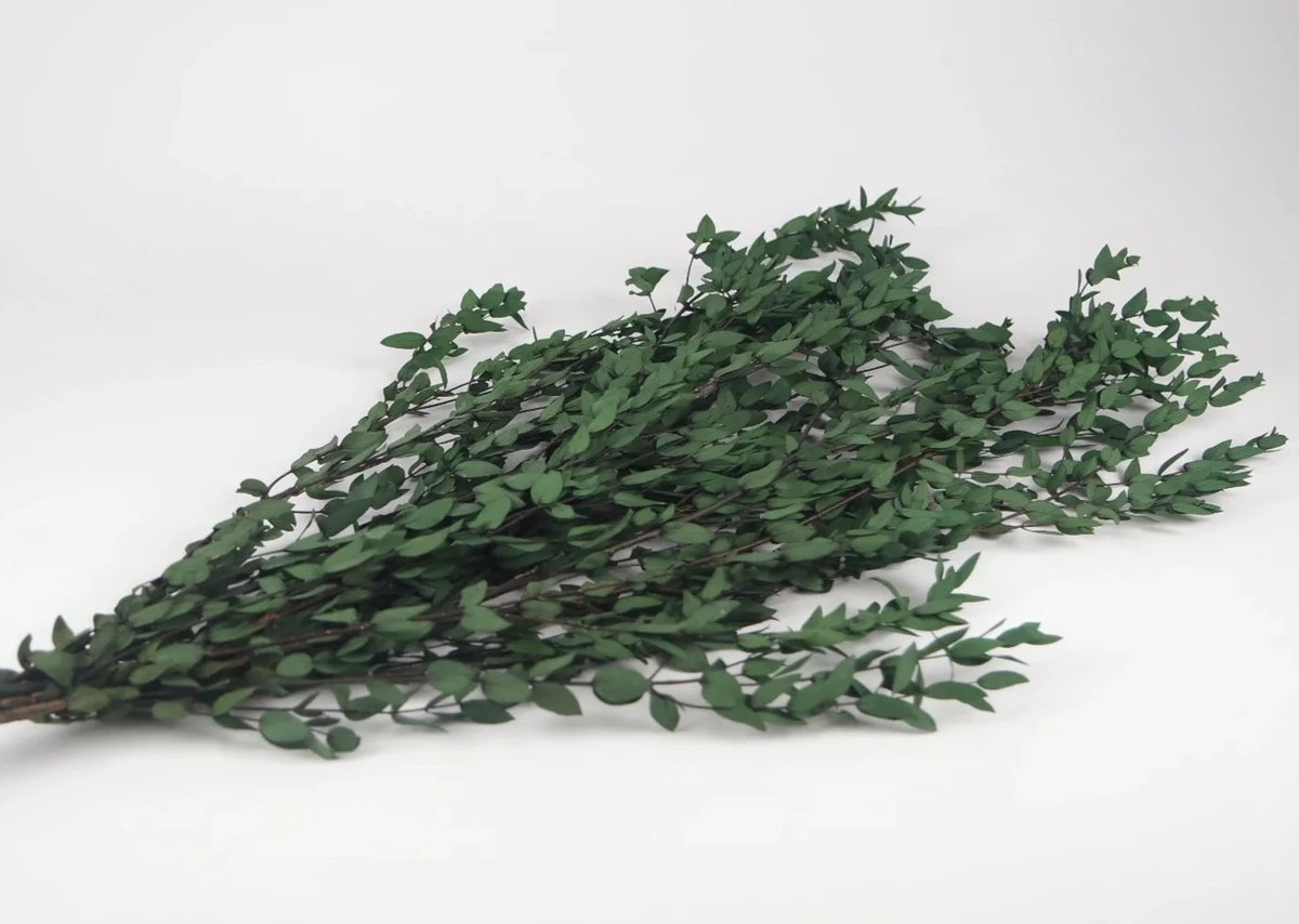 Comprar Tallos Eucalipto Parvifolia Preservado | Floueri – floueri